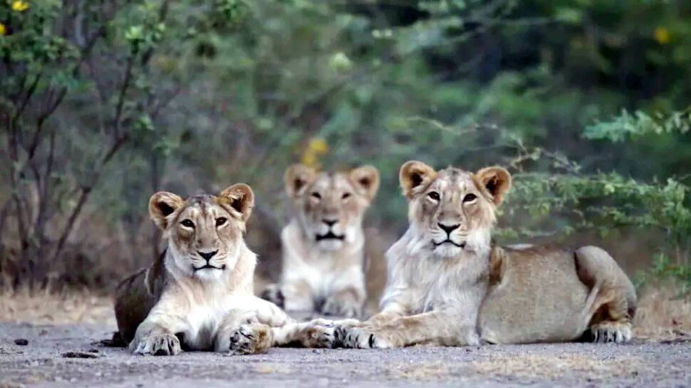Prakash Javadekar Shared Video Of Gir Forest Guard Requesting A Lion In ...