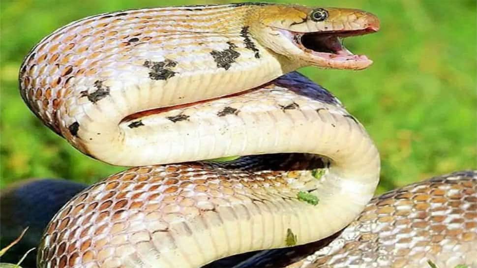 ગુજરાતના વઢવાણમાંથી મળી દેશની સૌથી લાંબી ‘રૂપસુંદરી’ | Gujarat News in ...