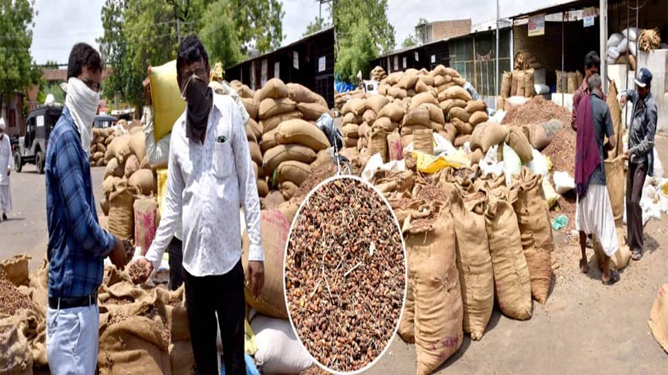 લીંબોળીની કિંમત શું હોય? આ વાંચ્યા બાદ તમે પણ લીમડા ઉગાડવા લાગશો ...