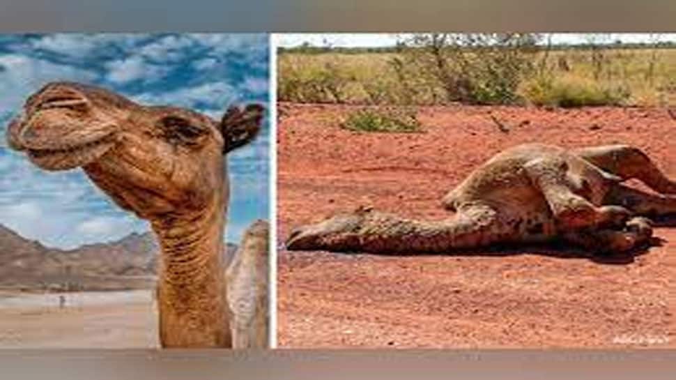 બકરી ઈદના દિવસે કચ્છમાં બે ઊંટની કુરબાની અપાતા ચકચાર | Gujarat News in ...