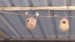 Chakli News in Gujarati, Latest Chakli news, photos, videos | Zee News ...