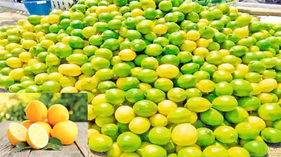 lemon price hike now lemon price get down in mehsana