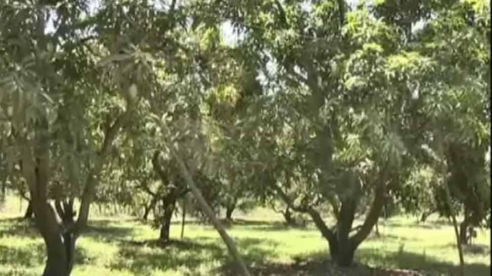 Mango thieves gang, active now, protect farmers, not only from animals ...