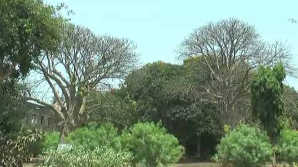Gujarat, tree, Porbandar, protects the entire district, brought by the ...