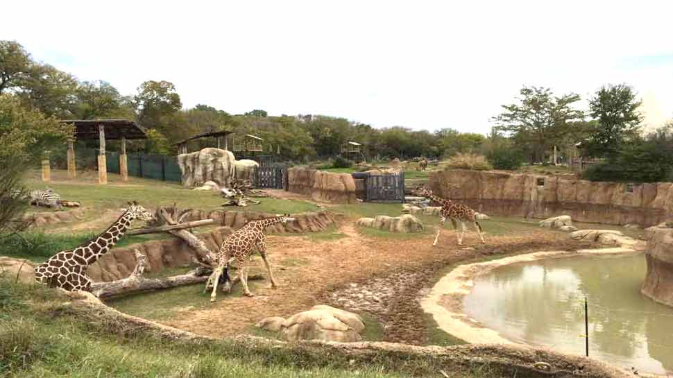 More 95 Unique Animals Came From Morocco To Jamnagars Biggest Zoo