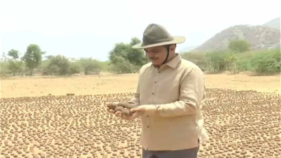 Banas Dairy Make 20 Lakhs Seedballs To Make Banaskantha Green