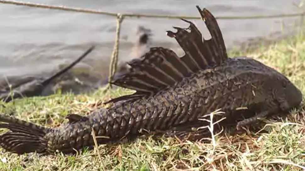 Killer Sucker Fish Found In Narmada River Firsttime