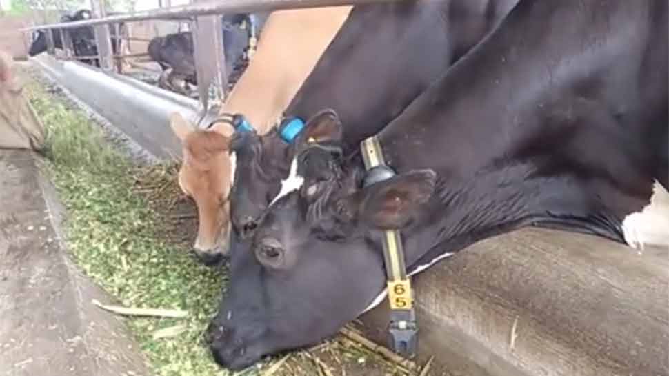 AMUL, animal, immortal, Sickness can't even touch, disease, wonderful ...