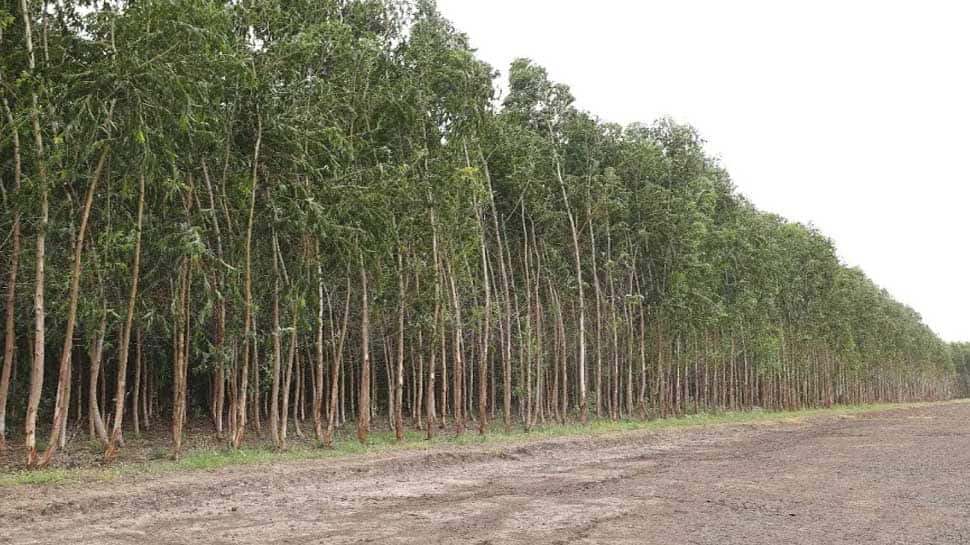 તમારી પાસે થોડી ઘણી પણ જગ્યા હોય તો આ વૃક્ષ વાવો, 1 કરોડ સુધીની કમાવી આપશે!