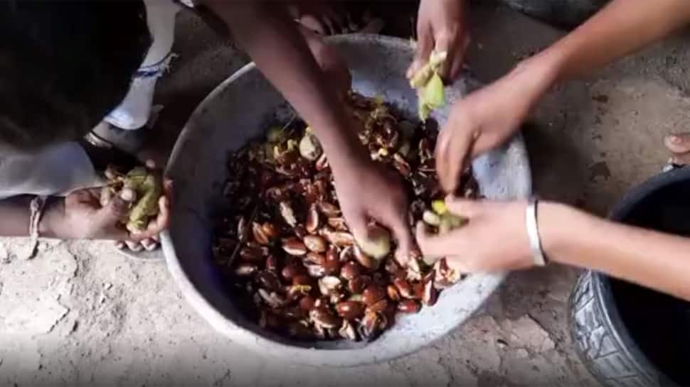 Mahuda oil is a boon for tribals against rising cost of edible oil ...