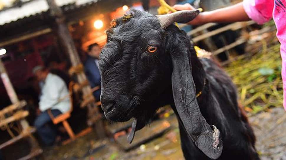 sprays poison on our goats, heinous act of animal cruelty