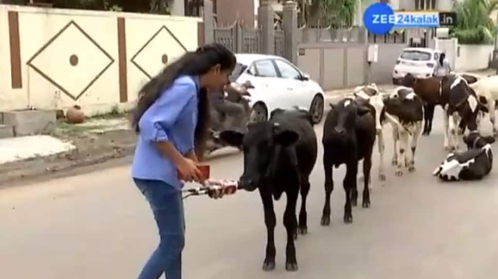 Zee 24 Kalak Exclusive Interview With Cow: Cow became silent while ...