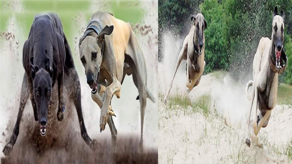 Mudhol Hound Dogs security of prime minister Narendra Modi Chhatrapati ...