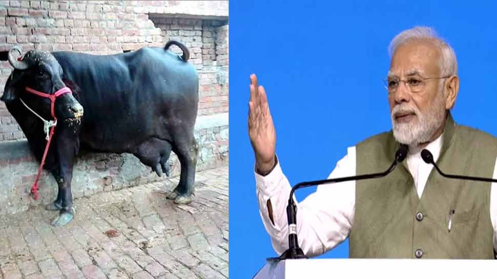 PM Modi tell story about banni buffalo in international dairy ...