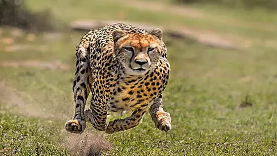 India Wild Life News facilities for 8 cheetahs from Namibia in kuno ...