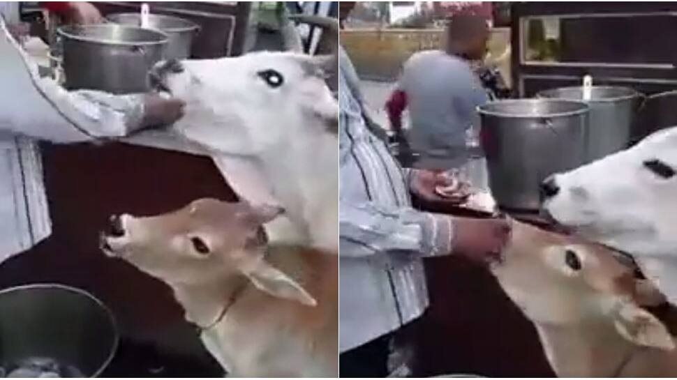 cow and calf eating gol gappe pani puri hilarious video of lucknow ...