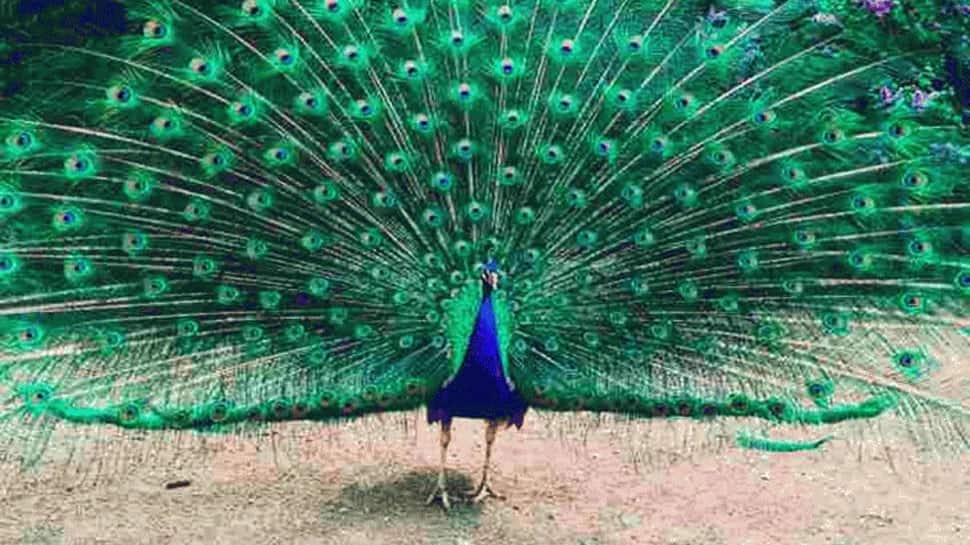 Seeing Peacock Good Luck zee news hindi mor pankh astrology
