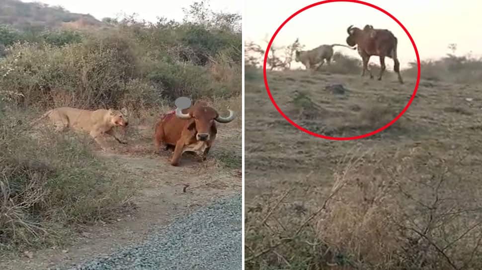 Lion Hunting Video Cow Chased Two Lions Video Viral On Social Media