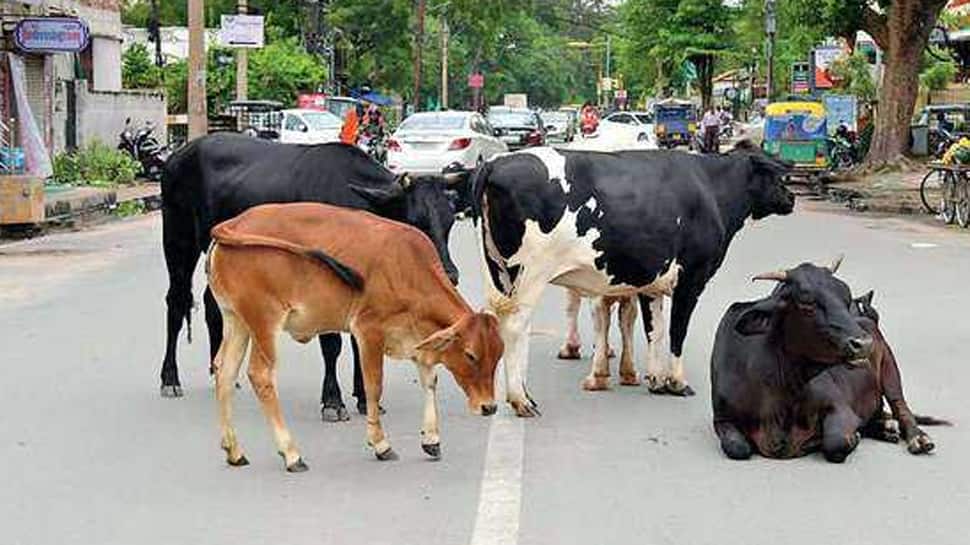 Surat municipality made a mega plan to prevent the problem of Stray Cattle