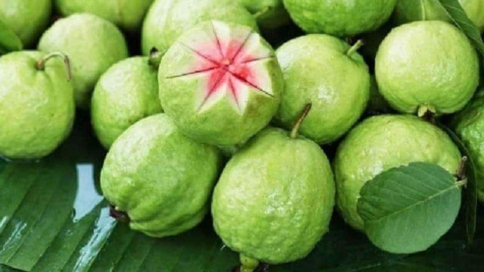 જામફળ હવે પાણી જન્ય રોગને કારણે દુર્લભ થવાને આરે! ખેડૂતો વાડીઓ છોડી ...