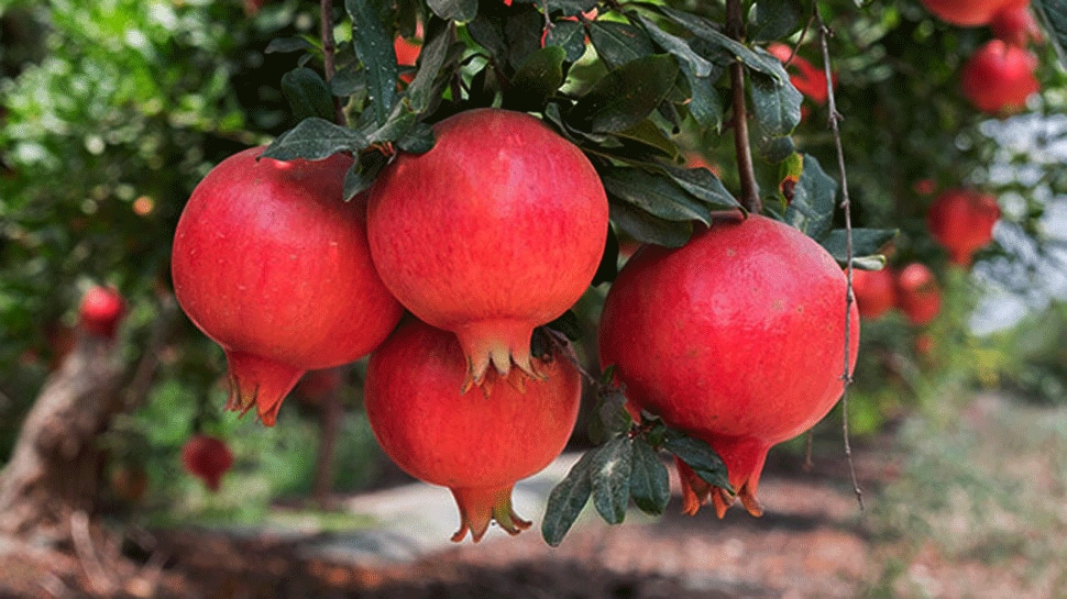 Pomegranate-anti-oxidant-fruit-benefits-and-side-effects-health-lifestyle
