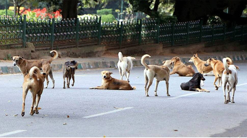 stray dogs problem increase in many cities of gujarat see special report