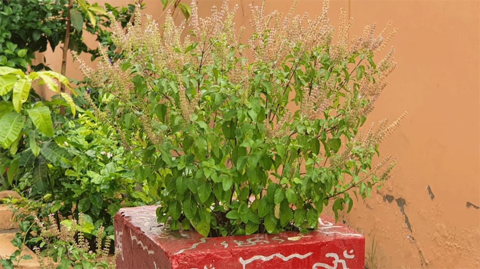 vastu tips tulsi vastu spiritual indian mythology astrology