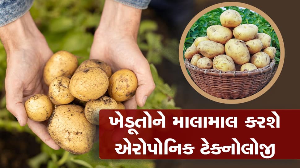 Farrukhabad Agricultural Scientist dr rahul pal cultivating potatoes in ...