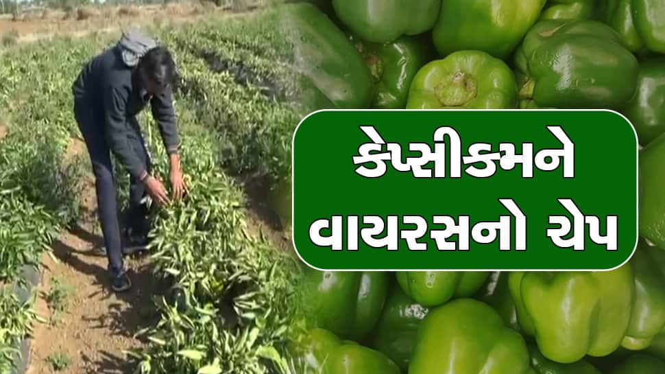 arvalli farmers grows capsicum virus spread in all farm