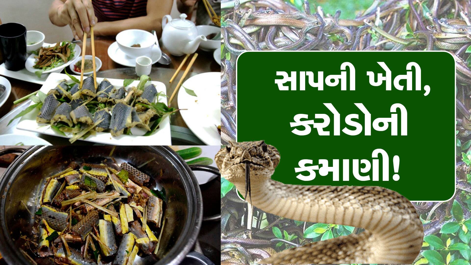 Snake Farming: આ ગામમાં થાય છે ઝેરીલા સાપની ખેતી, આખું ગામ બની ગયું અમીર