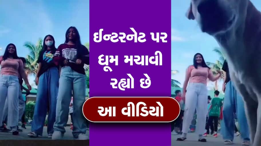 dog pee on mobile while three girls recording reel funny viral video