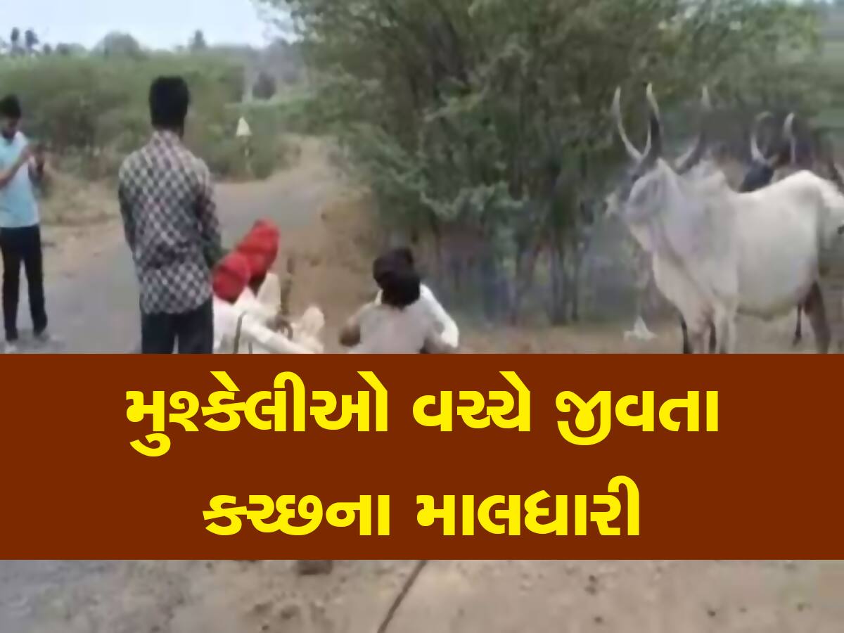 kutch maldhari started migration before summer due to lake of water and ...