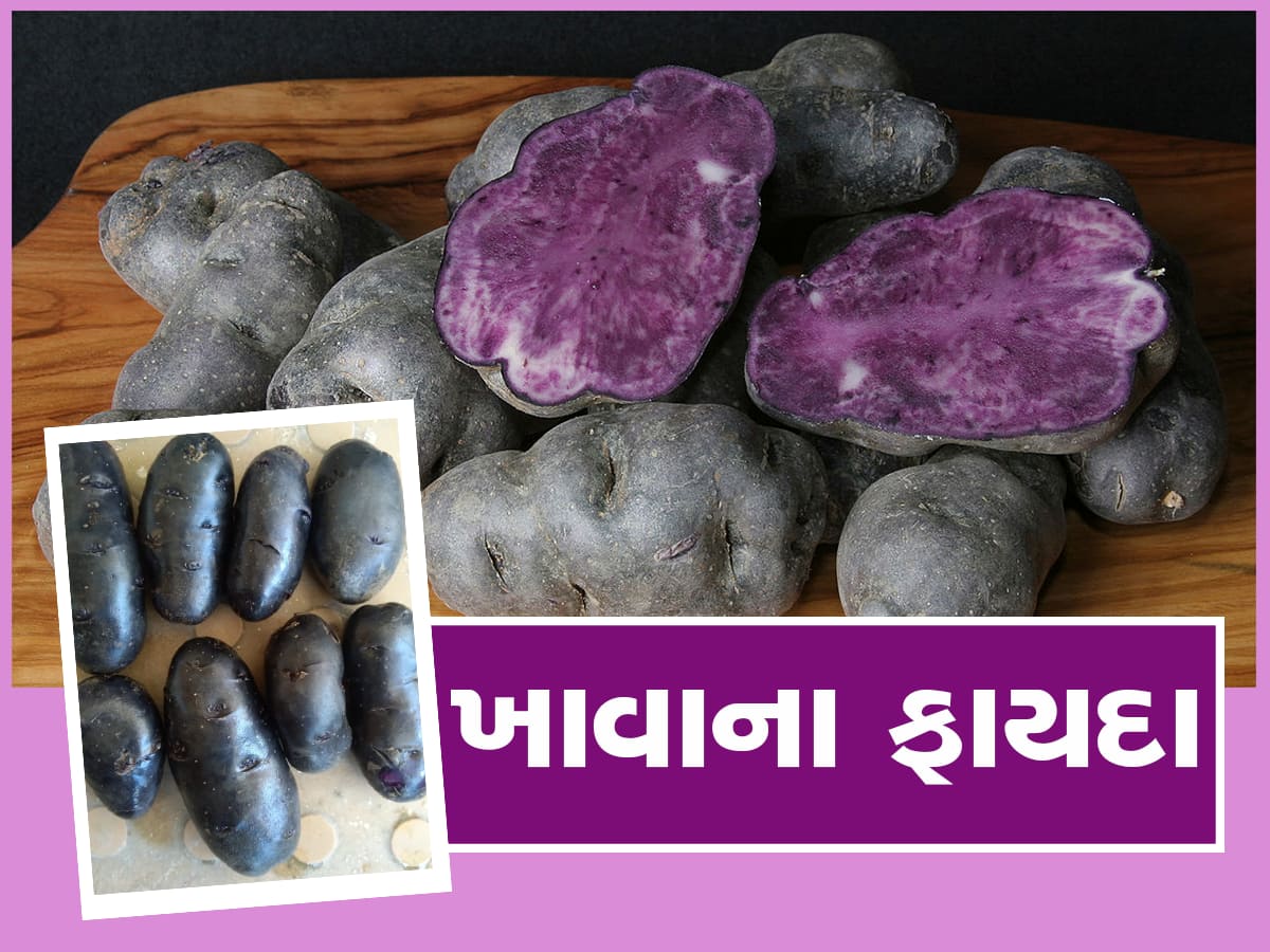 Black Potato Prepared In Siwan's Farm Is In Discussion, Know What Are ...