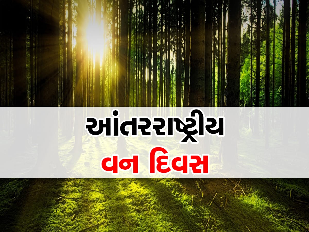 international forest day 2023 history of world forest day