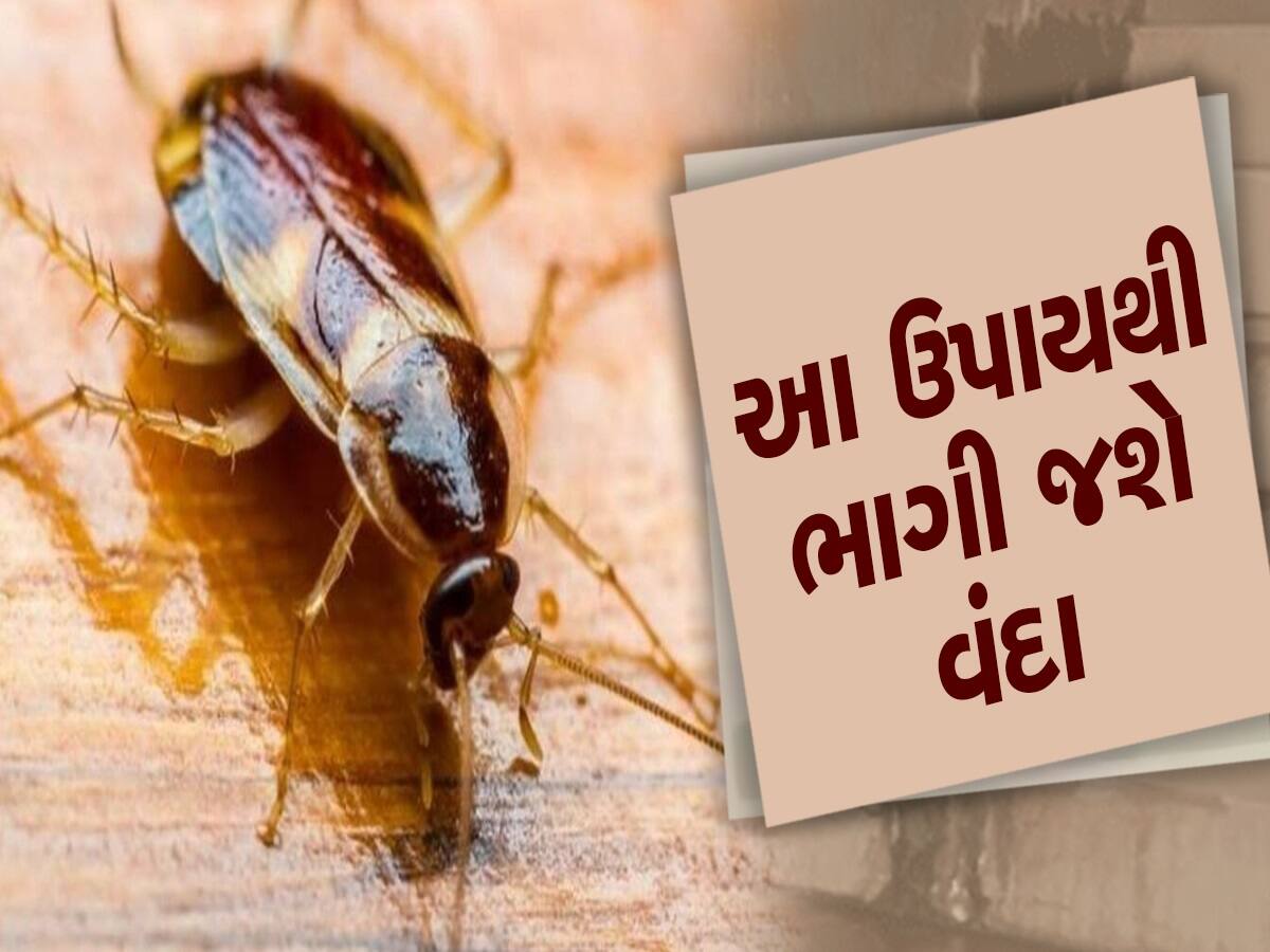 Cockroach Control Remedies: ઘરમાં જોવા મળે છે વંદાનો આતંક? અજમાવો આ 5 ...
