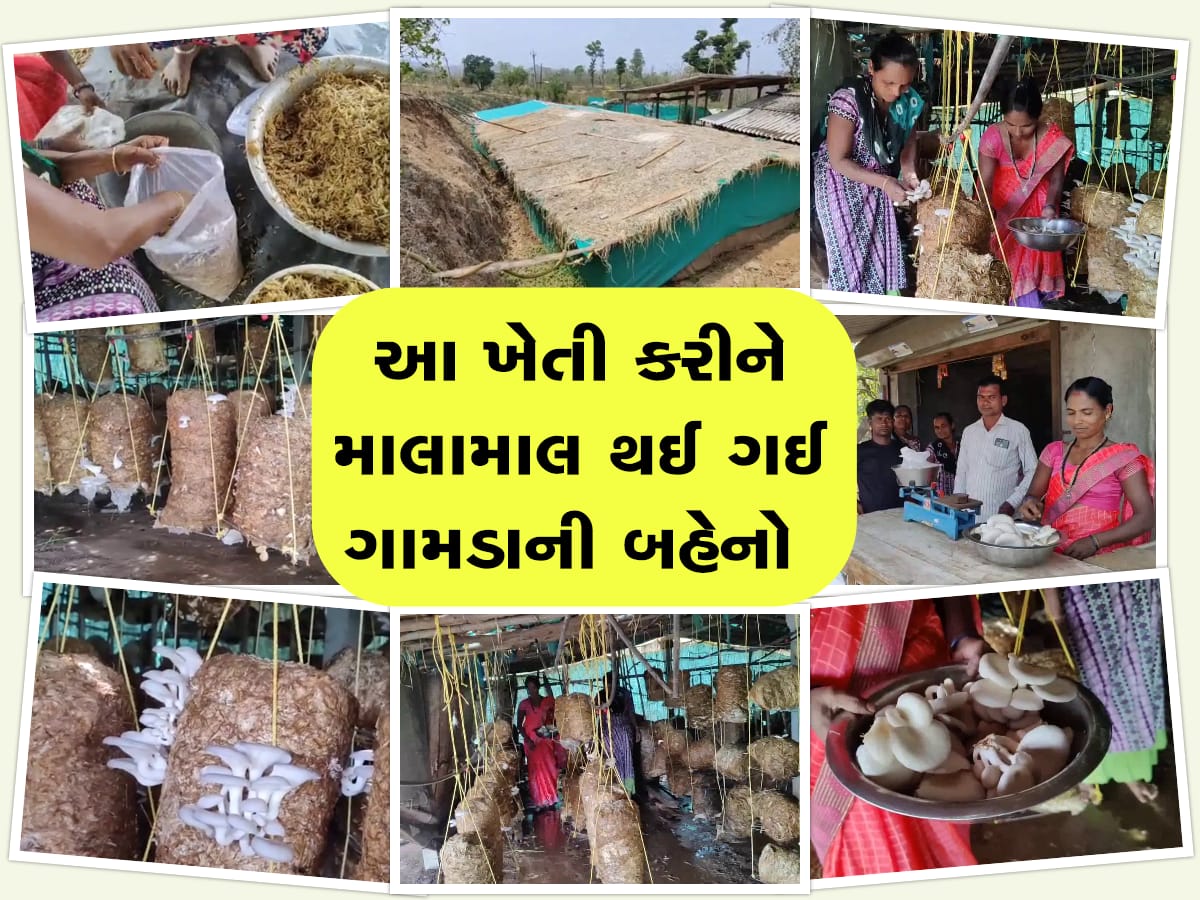 gujarat farmer become aatma nirbhar valsad farmer income in lakhs with ...