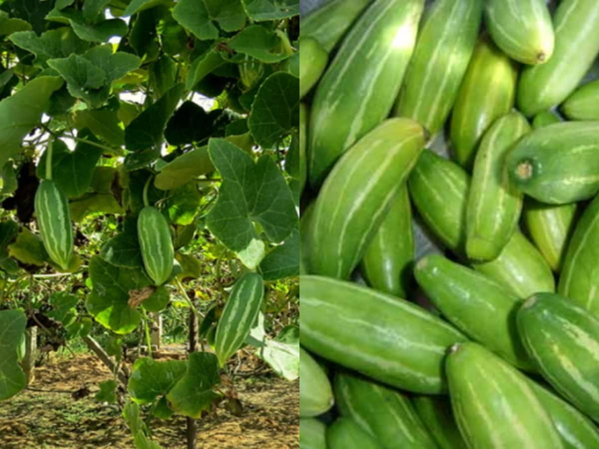 business idea low investment kundru farming get huge profit