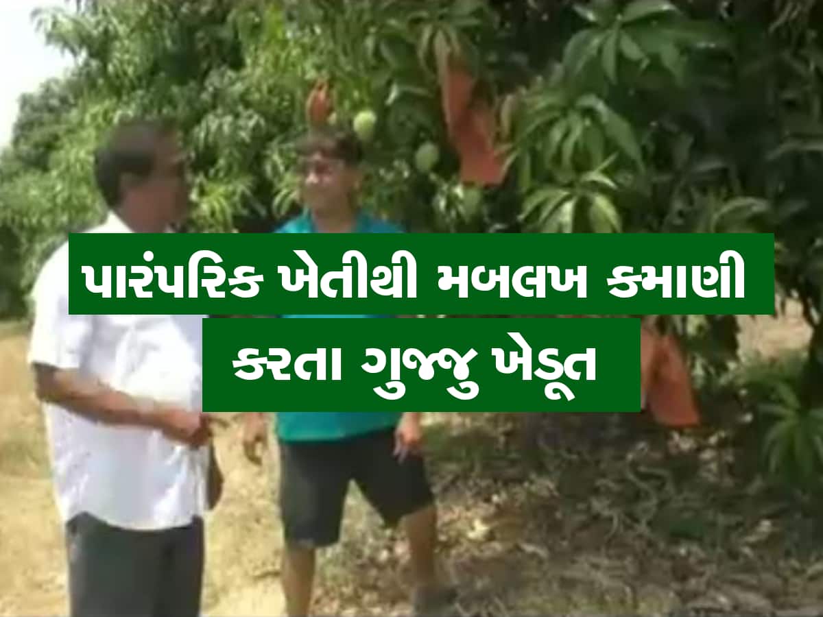 gujarat umargam farmers earn lakhs of rupees by hafus mango organic farming