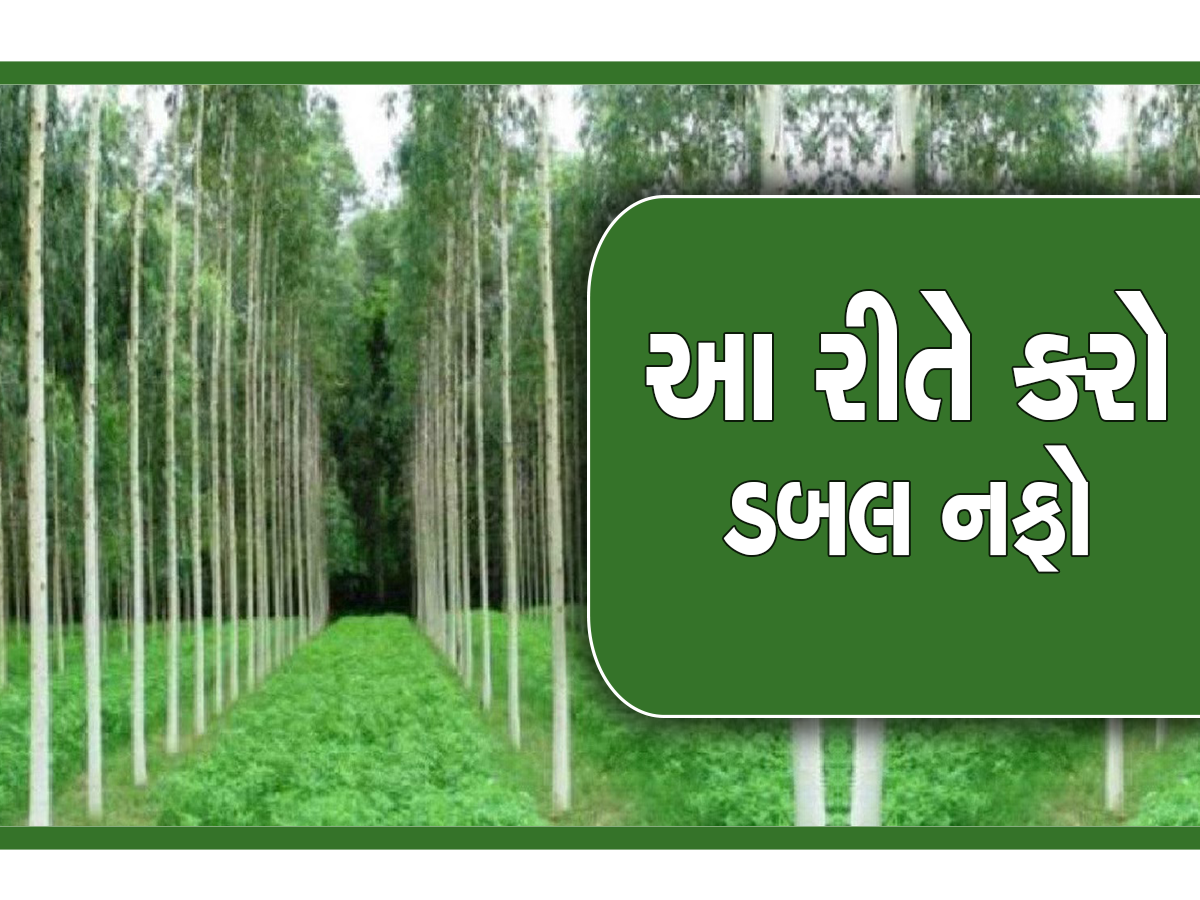 know the right way of Neelgiri Farming