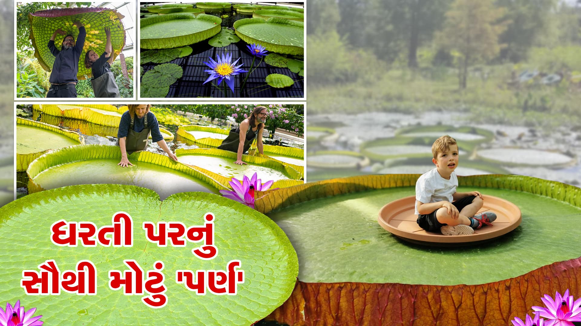 Biggest Leaf on Earth, Recorded in Guinness Book of Records