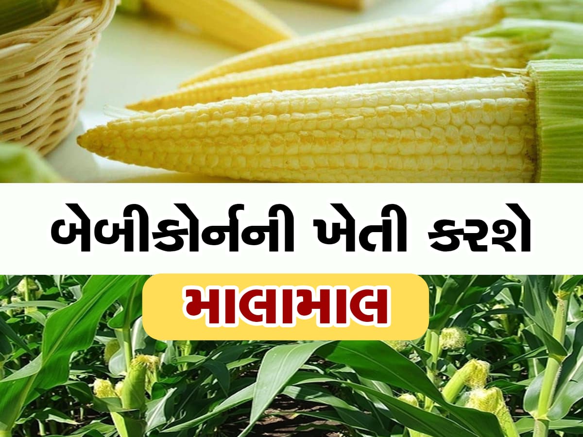 business idea baby corn farming get 4 lakh per year know how to start
