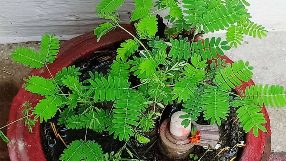 Shami Plant: ઘરમાં આ છોડ લગાવવાથી પ્રસન્ન થાય છે શનિ દેવ, શનિ સંબંધિત ...