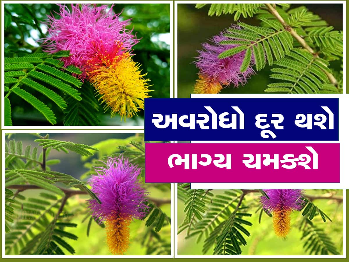 Shami Ke Upay: શનિવારે સાંજે સૂર્યાસ્ત બાદ કર્યું તો બની જશો ધનવાન ...
