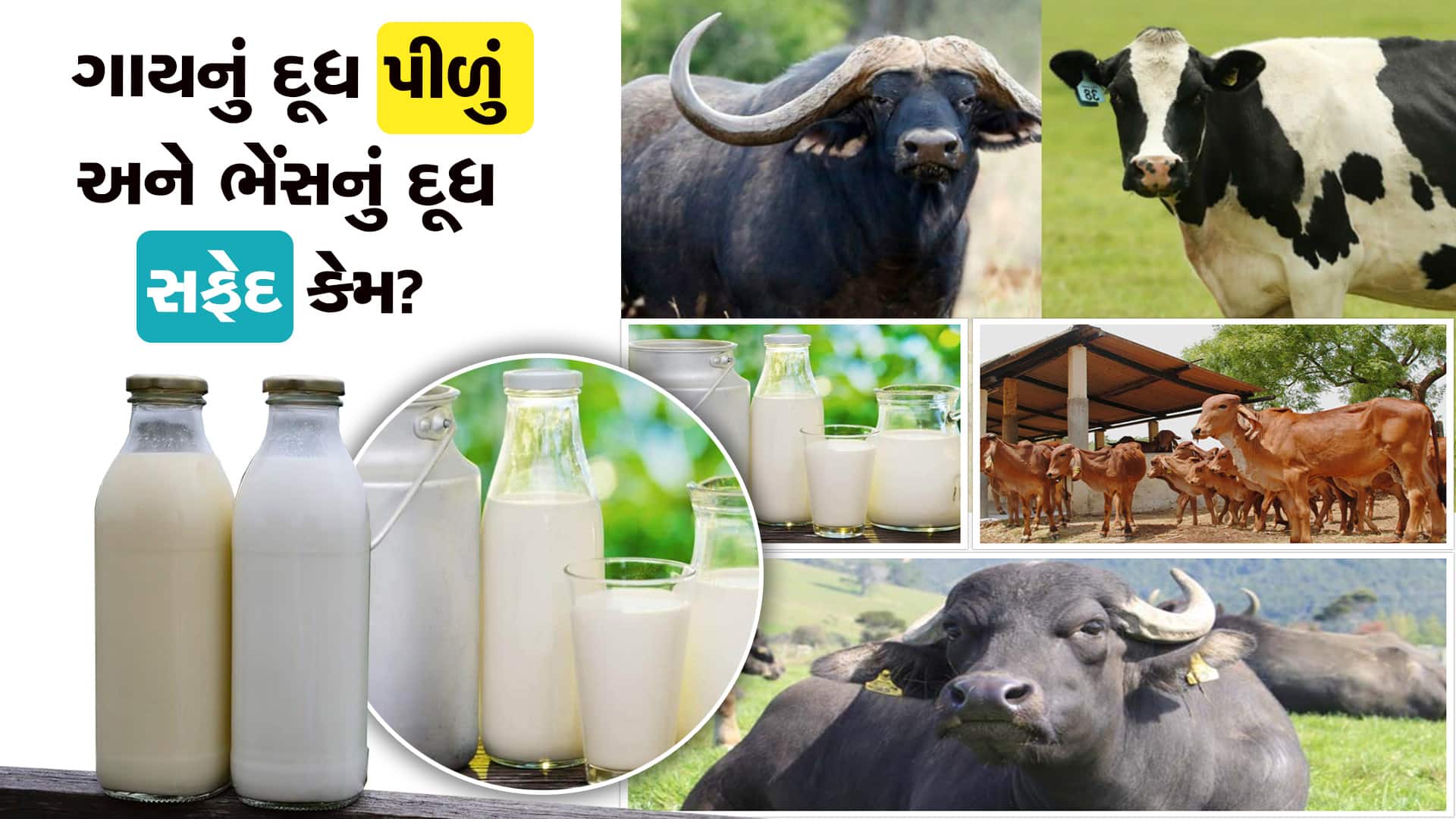 why cow milk is yellow in colour and buffalo milk is white