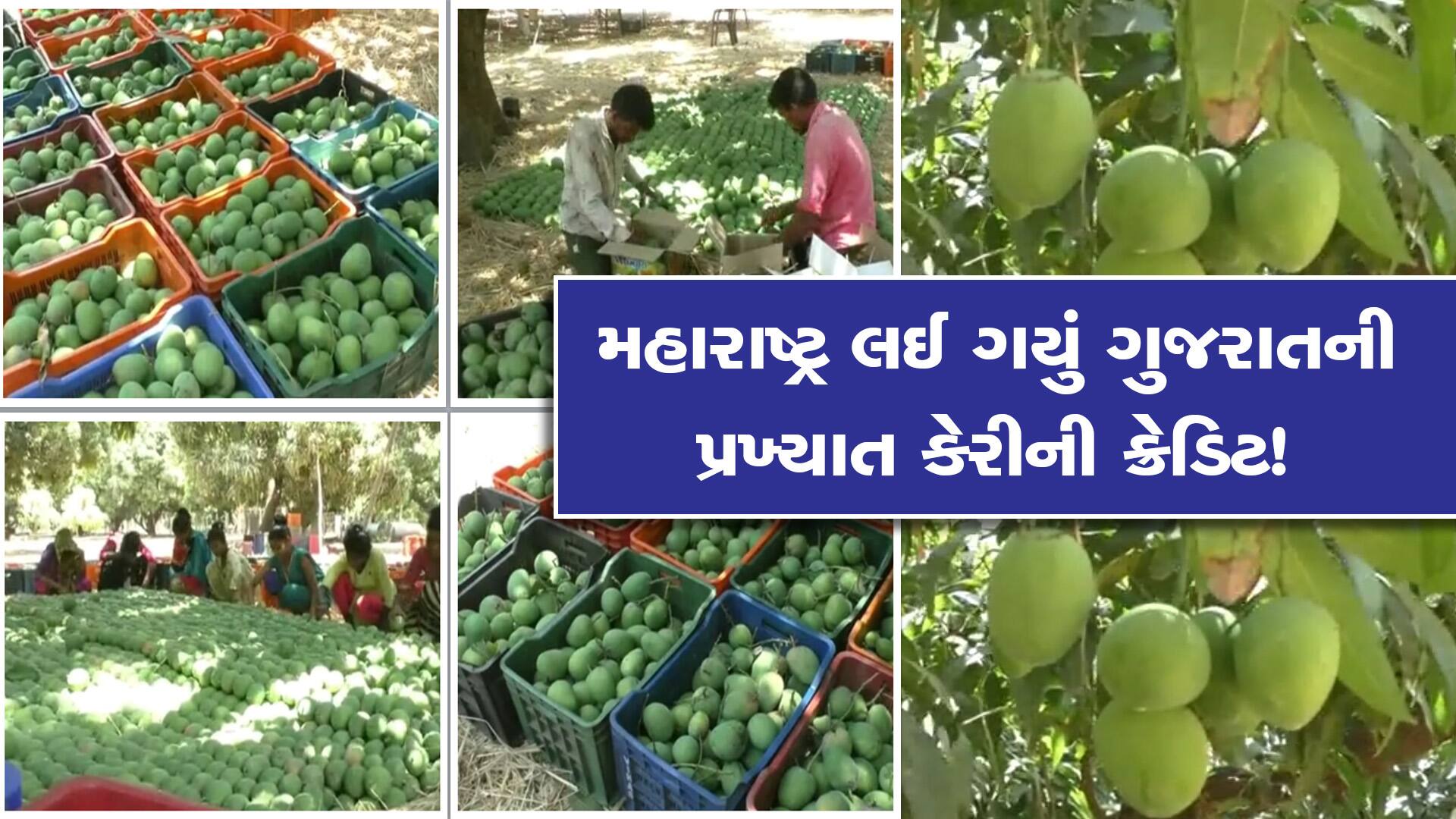 Credit for Gujarat's famous hafus mangoes taken from Maharashtra due to ...