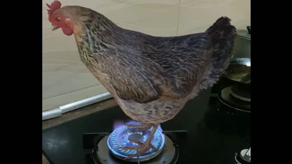 [node:title] | [node:field-hi-section:0] News in Gujarati chicken sat ...
