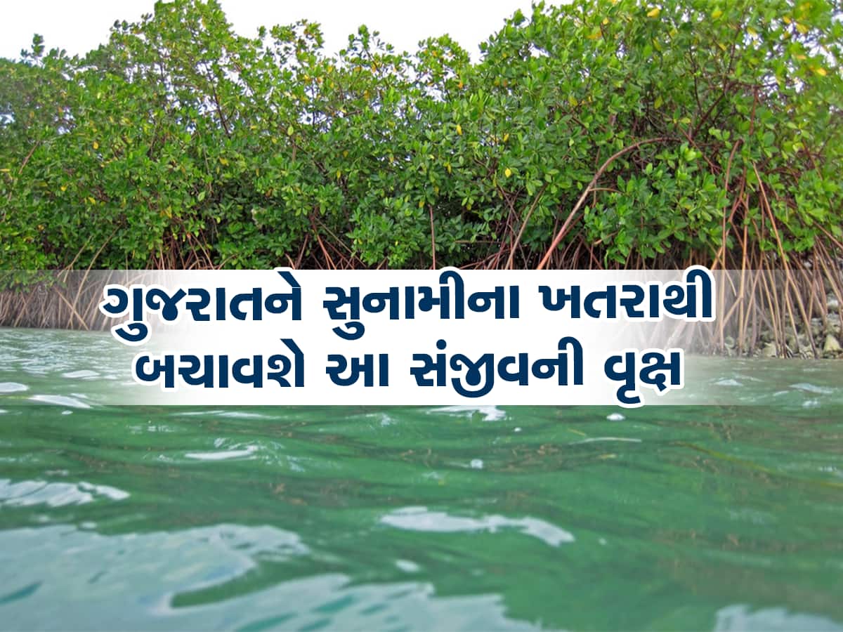 pm modi will start MISHTI Scheme for Mangrove Plantations on world ...