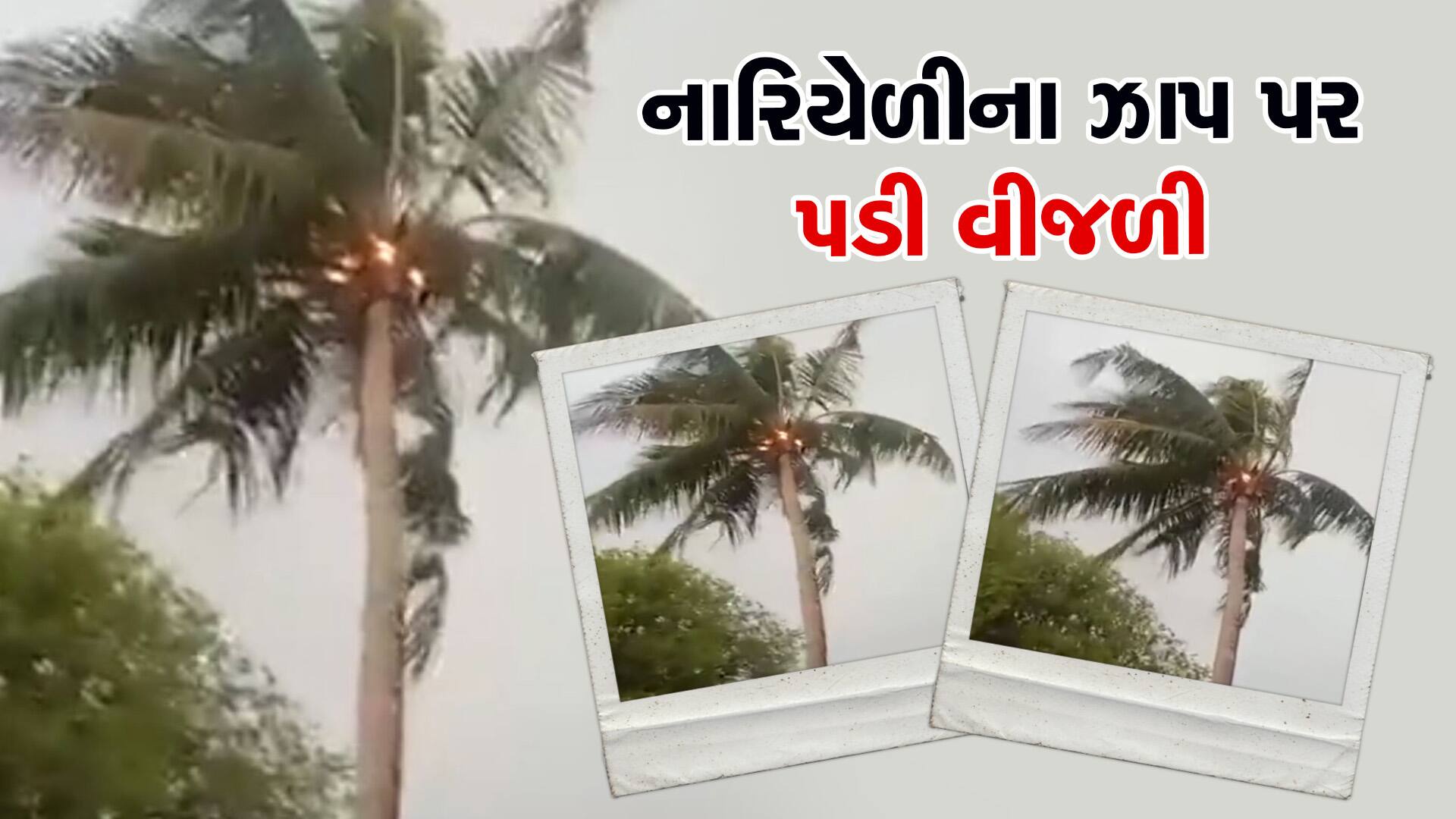 Watch live footage of coconut tree being struck by lightning in ...