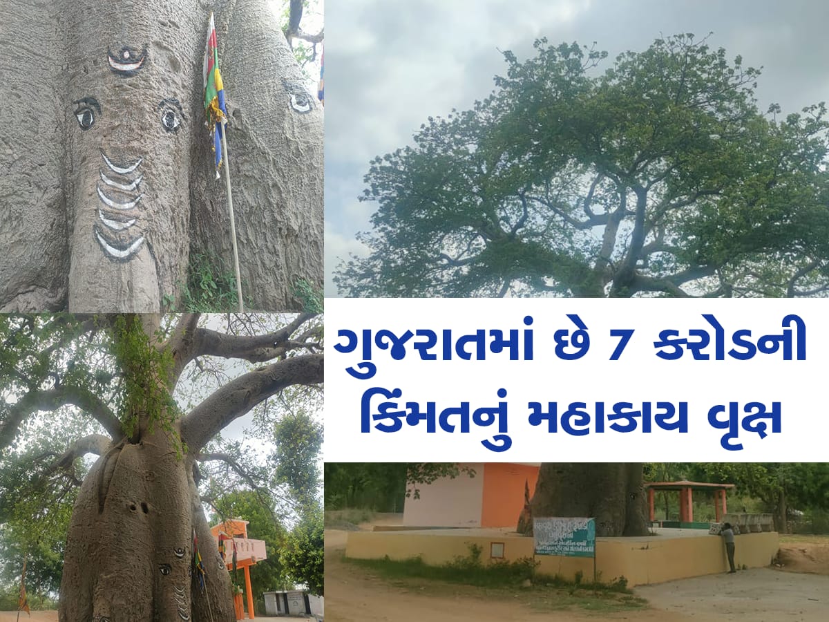 vadodara have 950 year old and precious african baobab tree vale 7 crore