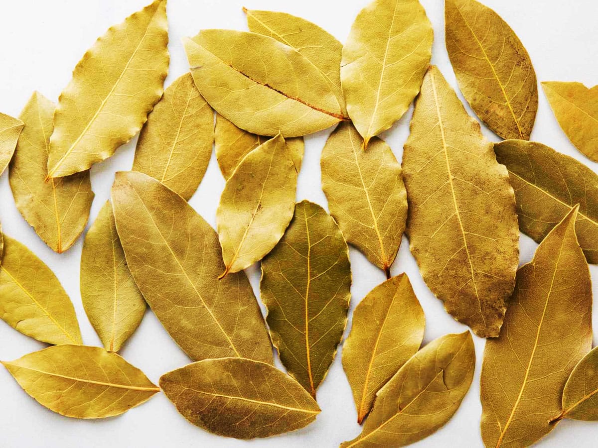 Benefits of Bay Leaf: સ્વાદની સાથો-સાથ સ્વાસ્થ્ય માટે પણ ખુબ લાભકારી છે ...